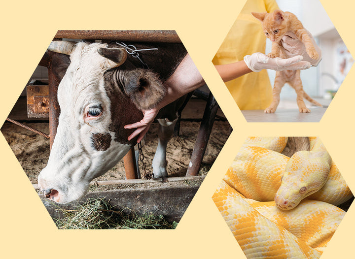 Vetramil The Natural Power of Honey